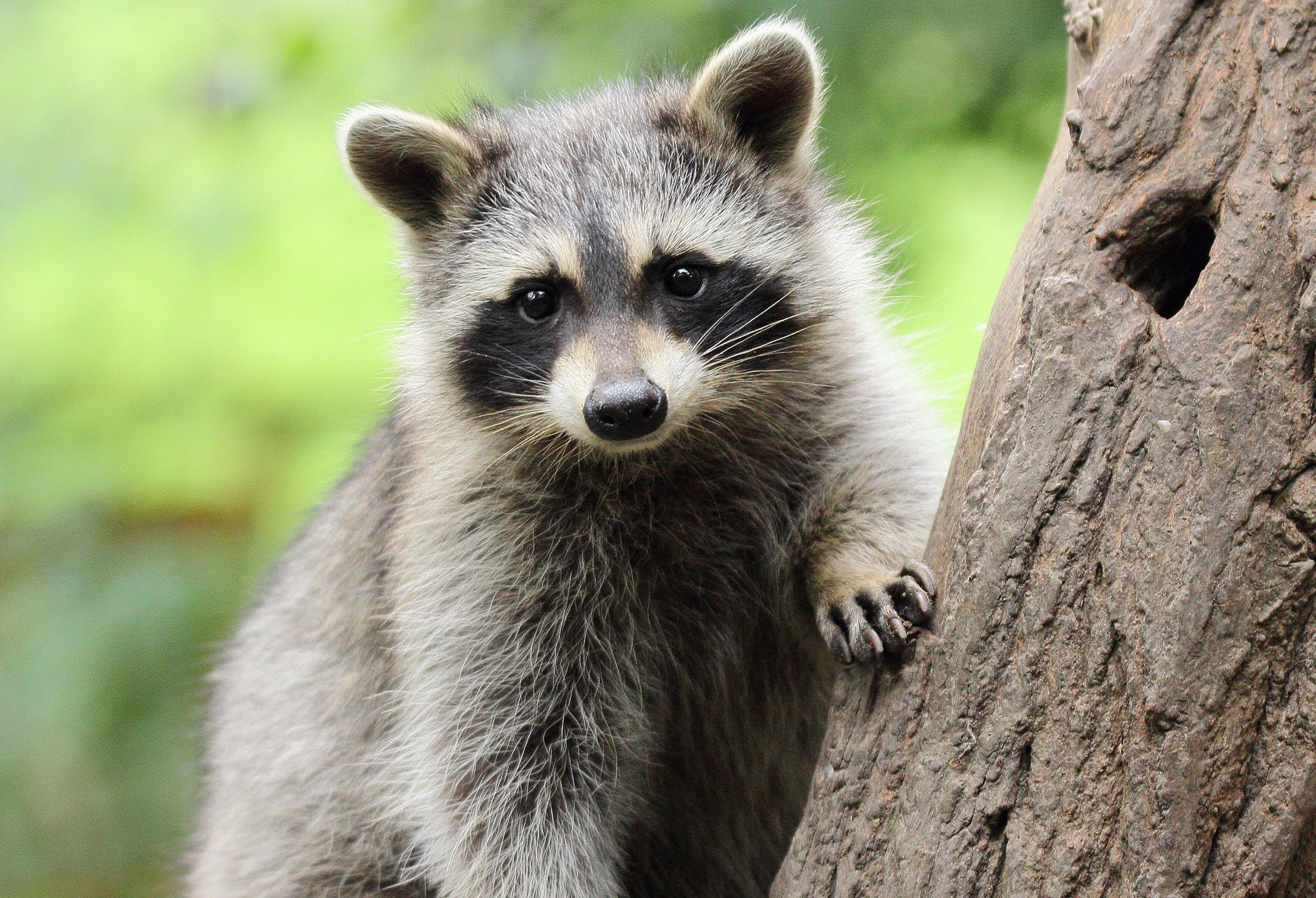 ‘mom Of The Year Woman Saves Daughter From Raccoon