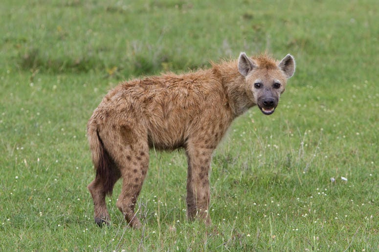Texas Man Claims He Caught A Chupacabra On Camera In Goliad County ... Texas Man Claims He Caught A Chupacabra On Camera In Goliad County ...